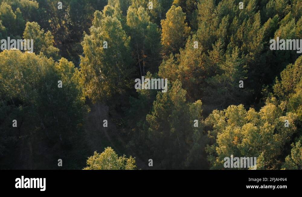 Drone flying forward above beautiful green forest. Aerial 4K flyover ...