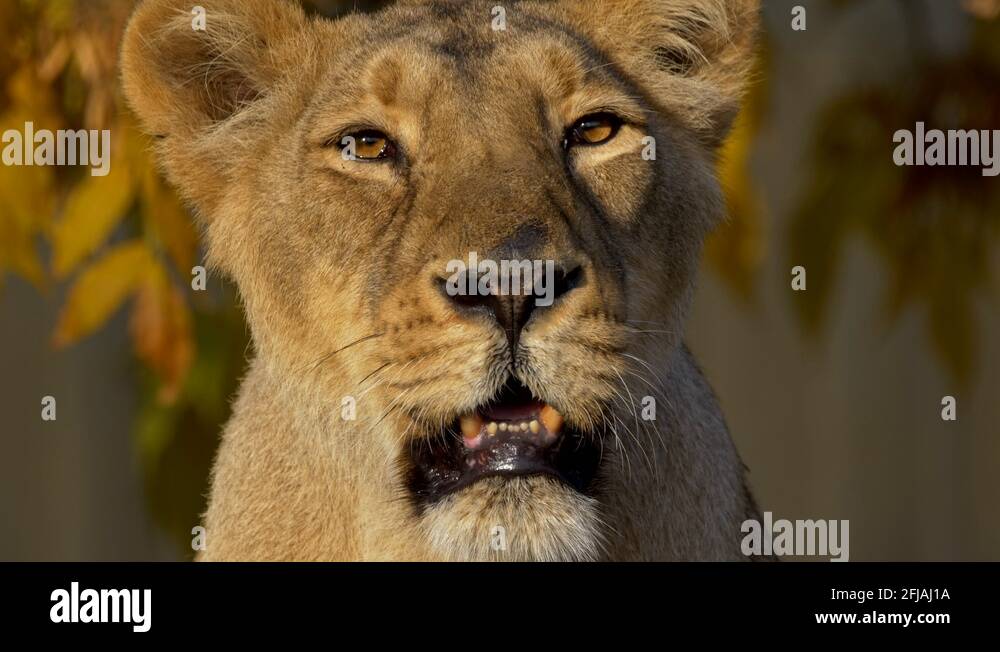 Felis leo lion Stock Videos & Footage - HD and 4K Video Clips - Alamy