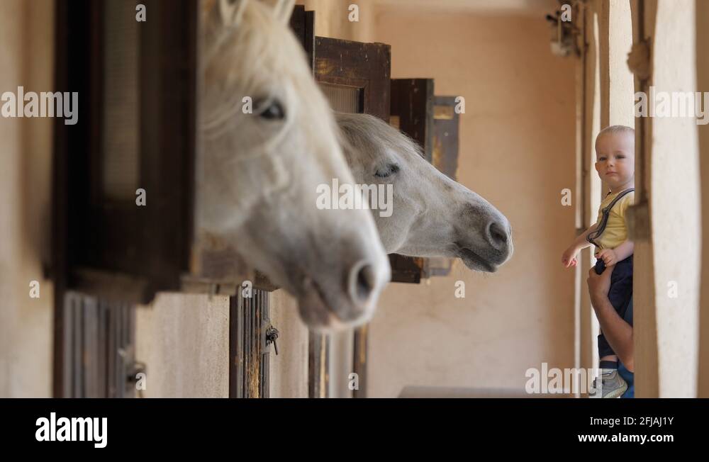 Child horse stable Stock Videos & Footage - HD and 4K Video Clips - Alamy