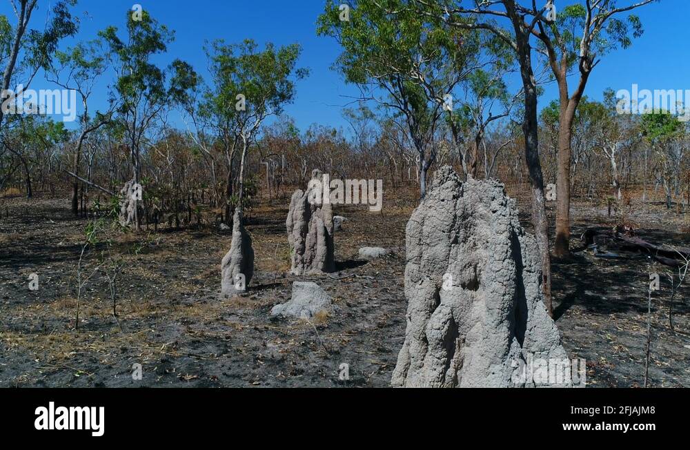 Termite mounds nt Stock Videos & Footage - HD and 4K Video Clips - Alamy