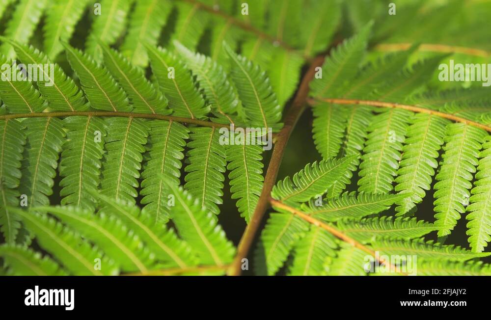 Bipinnate leaf Stock Videos & Footage - HD and 4K Video Clips - Alamy