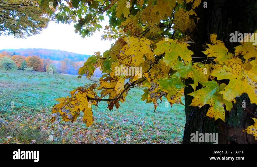 Dying maple leaves Stock Videos & Footage - HD and 4K Video Clips - Alamy