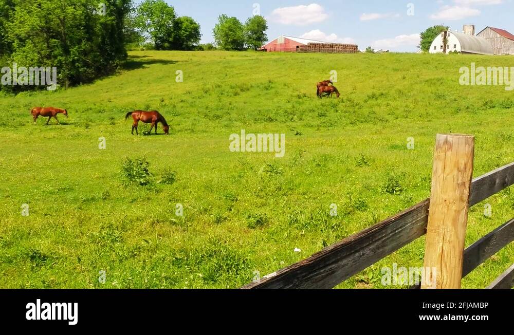 Horses in pasture meadow Stock Videos & Footage - HD and 4K Video Clips ...