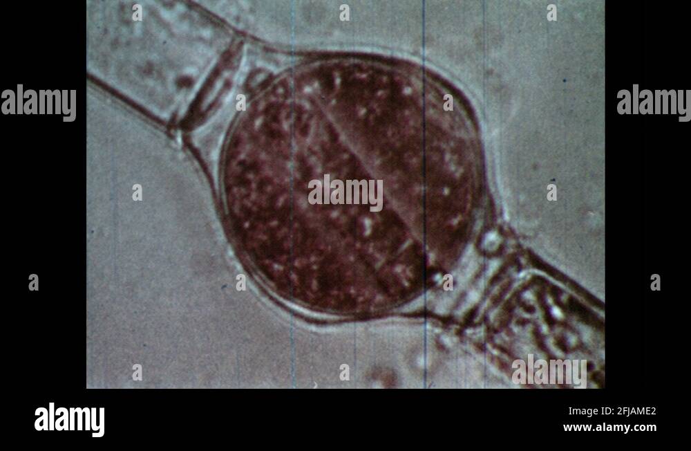 1960s: UNITED STATES: egg develops in cell of algae. Sexual ...