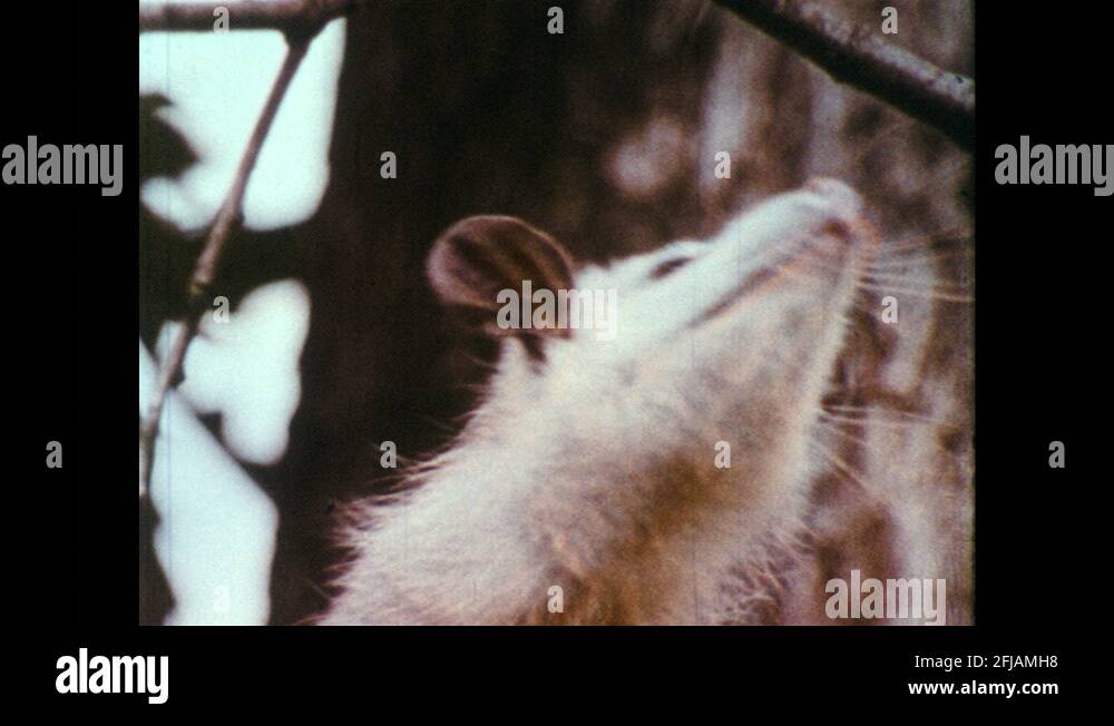 Opossum tree Stock Videos & Footage - HD and 4K Video Clips - Alamy