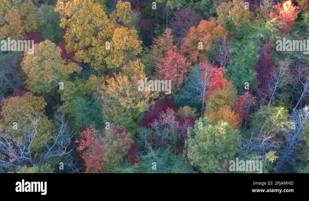 Us east coast trees Stock Videos & Footage - HD and 4K Video Clips - Alamy