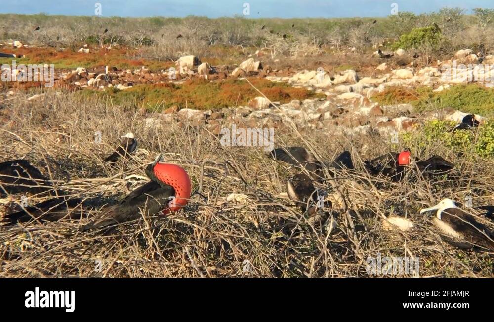 Bird mating Stock Videos & Footage - HD and 4K Video Clips - Alamy