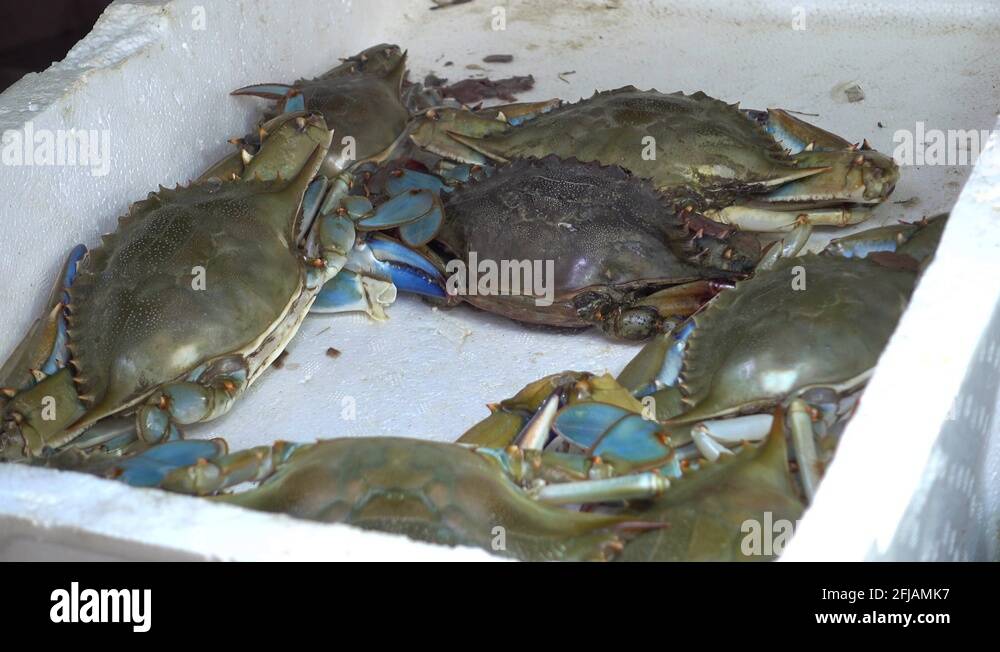 Zoom out a box with blue crabs at the fish market Stock Video Footage ...