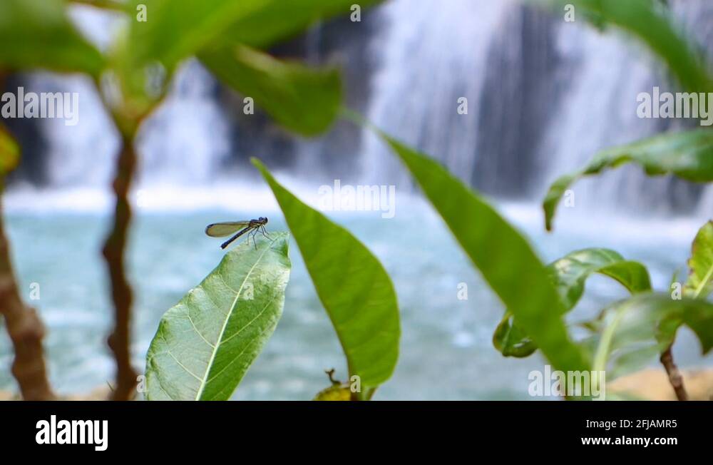Java leaf insect Stock Videos & Footage - HD and 4K Video Clips - Alamy