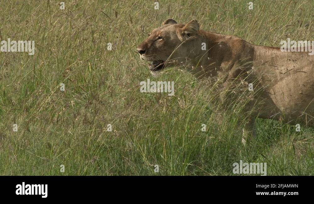 African lion panthera leo female with cub Stock Videos & Footage - HD ...