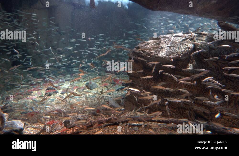 Free swimming fish Stock Videos & Footage - HD and 4K Video Clips - Alamy