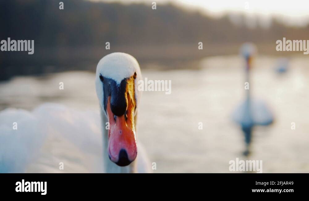 Close up swan Stock Videos & Footage - HD and 4K Video Clips - Alamy