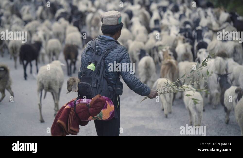 Sheep keeper Stock Videos & Footage - HD and 4K Video Clips - Alamy