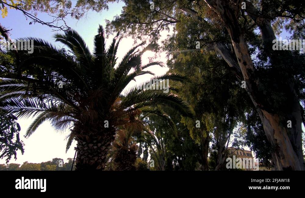 Palm trees wales Stock Videos & Footage - HD and 4K Video Clips - Alamy