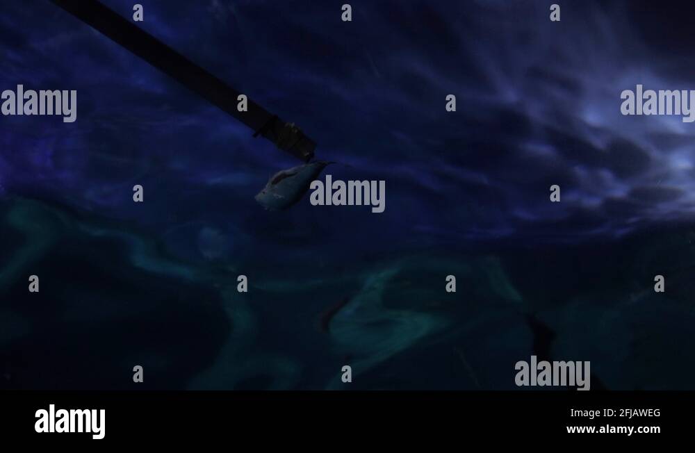 Great white shark breaching in Stock Videos & Footage - HD and 4K Video ...