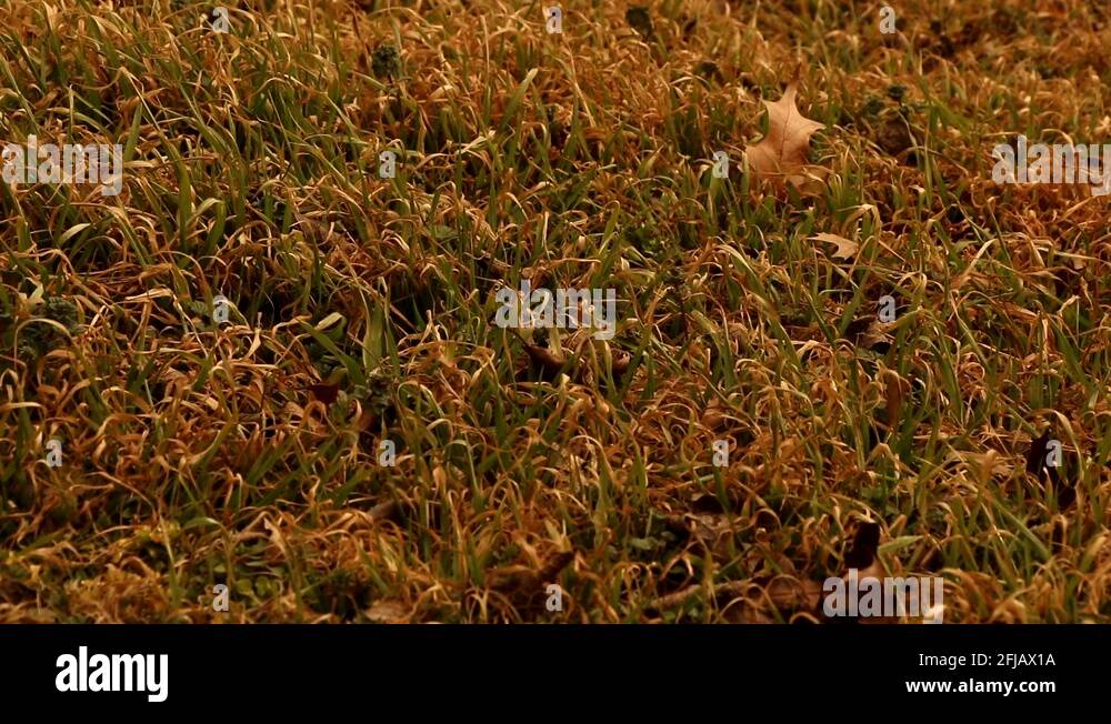 Grass season Stock Videos & Footage - HD and 4K Video Clips - Alamy