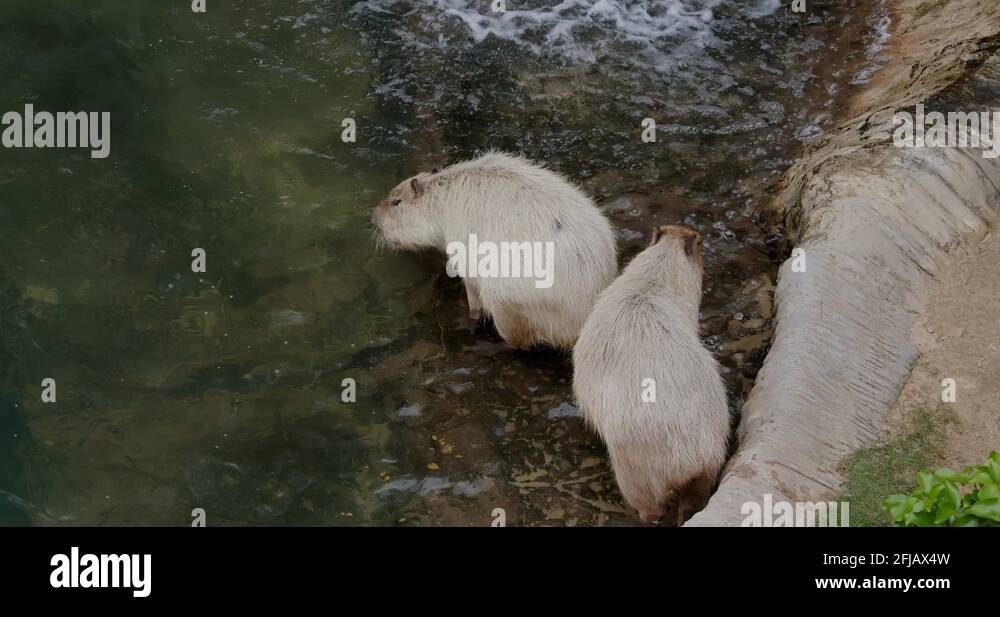 Wild animals defecation Stock Videos & Footage - HD and 4K Video Clips ...