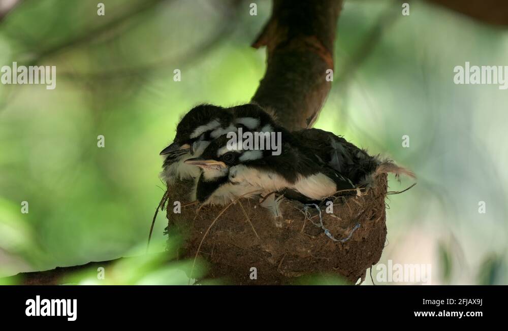 Australian magpie lark Stock Videos & Footage - HD and 4K Video Clips ...