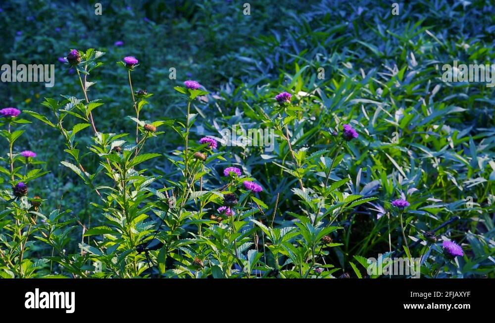 Little busy Stock Videos & Footage - HD and 4K Video Clips - Alamy