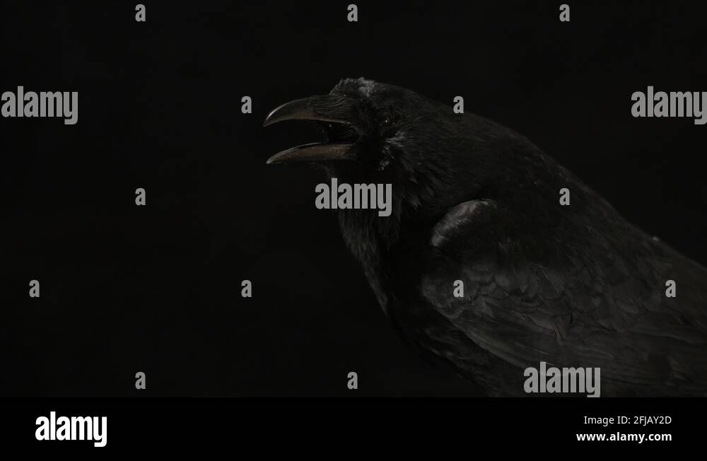 Crow head Stock Videos & Footage - HD and 4K Video Clips - Alamy