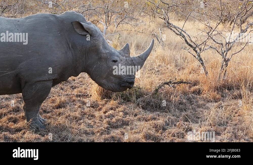 Rhino defecating Stock Videos & Footage - HD and 4K Video Clips - Alamy
