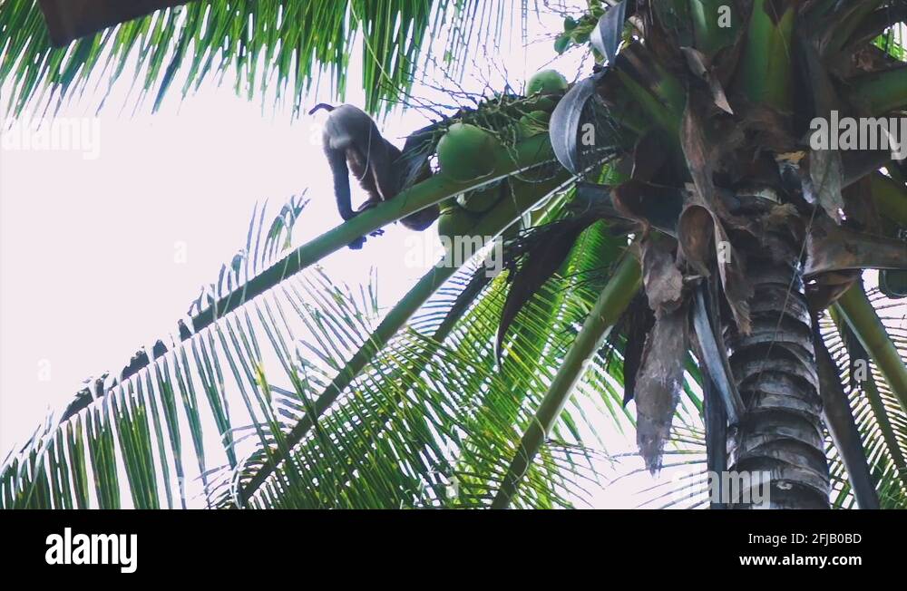 Monkey harvest coconut on Palm tree Stock Video Footage - Alamy
