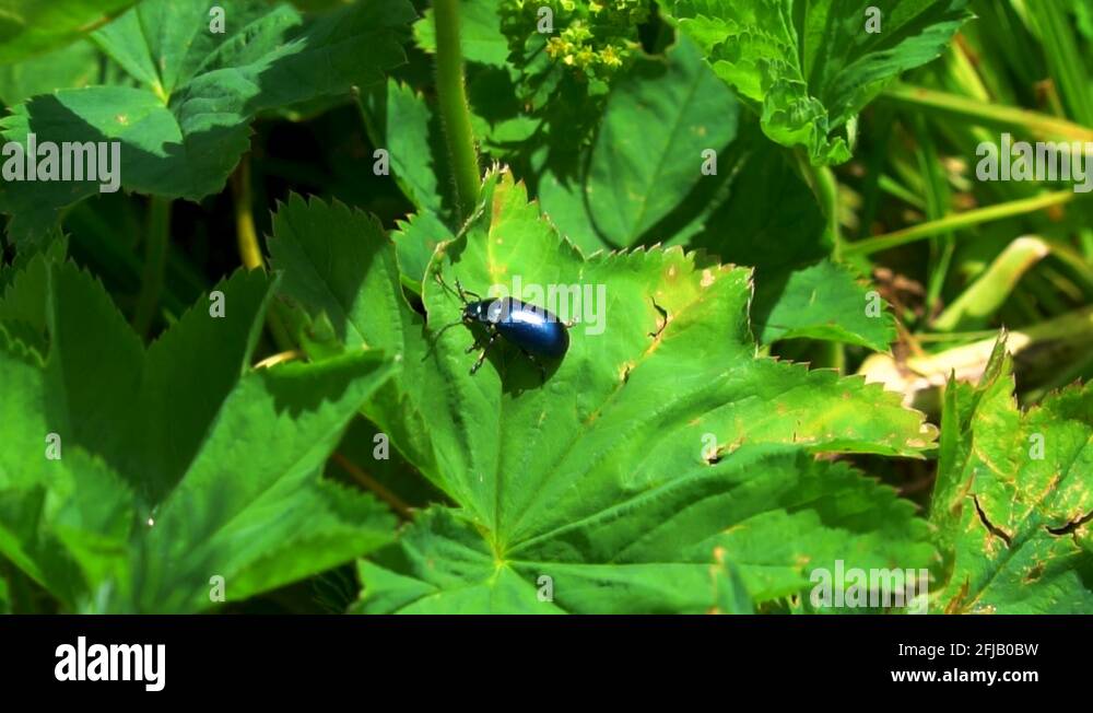 Gnat bug Stock Videos & Footage - HD and 4K Video Clips - Alamy