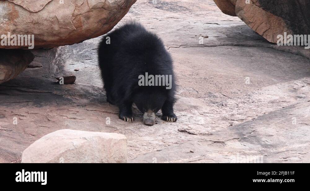 Honey bear eating Stock Videos & Footage - HD and 4K Video Clips - Alamy