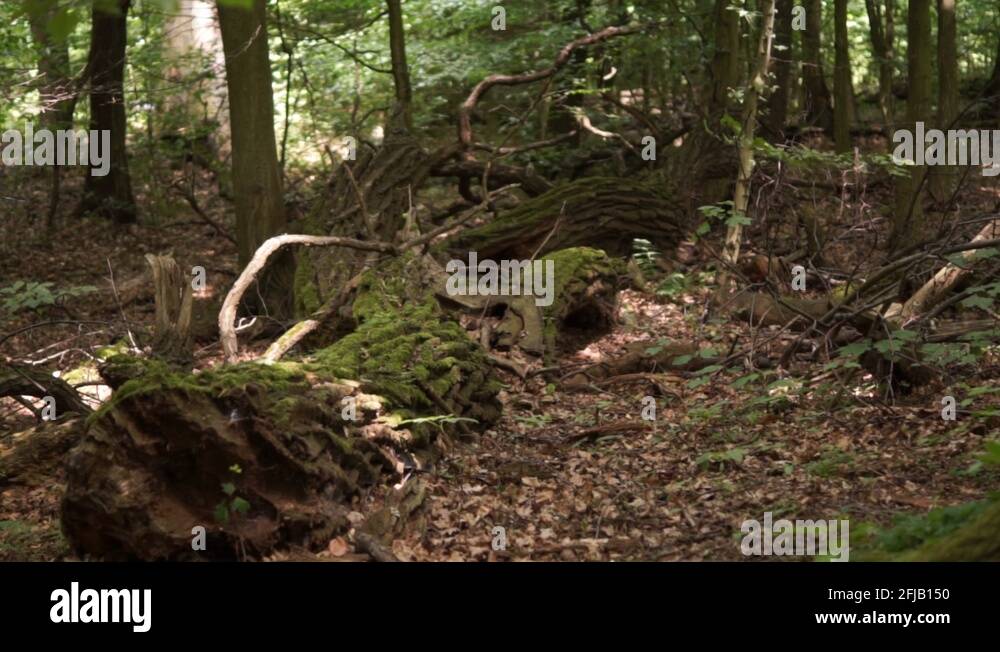Aging tree Stock Videos & Footage - HD and 4K Video Clips - Alamy