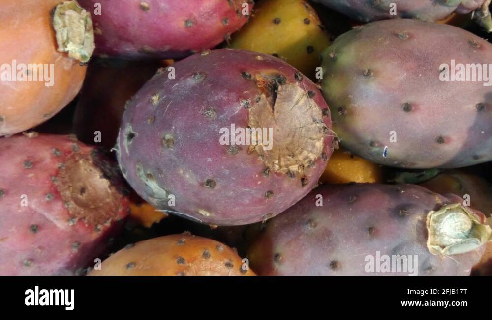 Prickly pears tree Stock Videos & Footage - HD and 4K Video Clips - Alamy