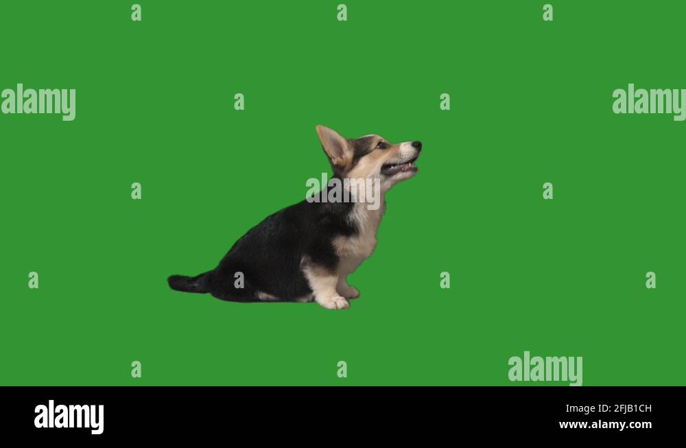 welsh corgi puppy barks on green screen, side view Stock Video Footage ...