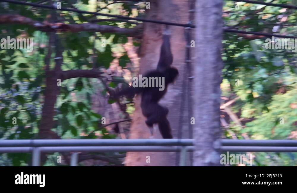 Slow Motion of Black Gibbon monkey brachiate Stock Video Footage - Alamy