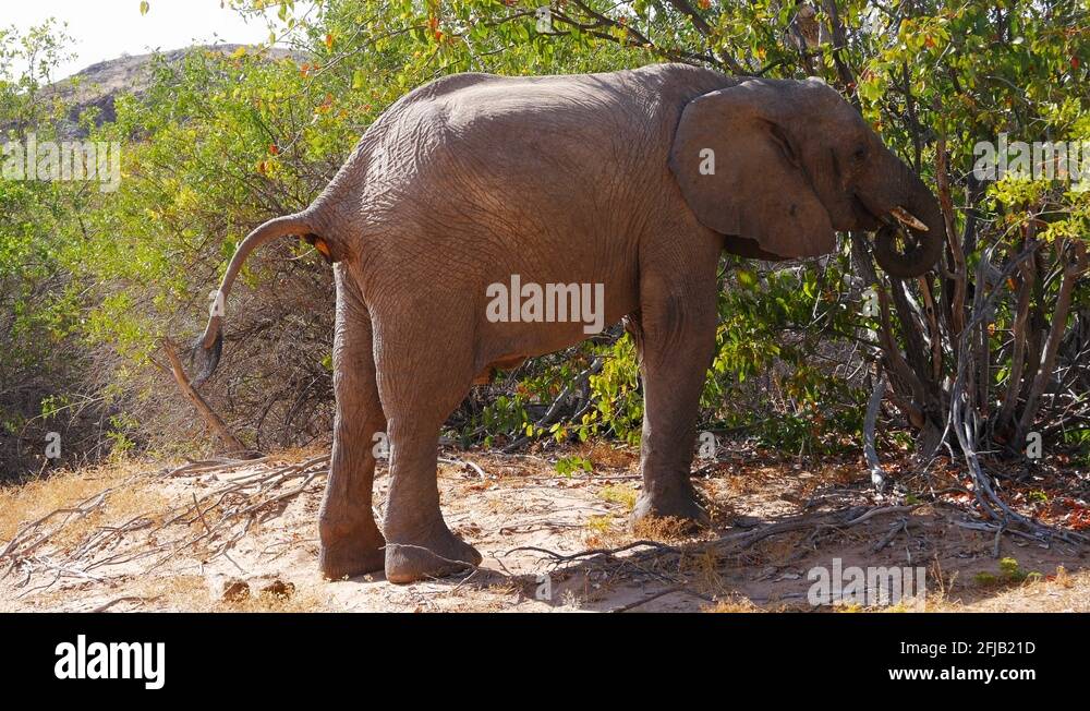 Elephant defecating Stock Videos & Footage - HD and 4K Video Clips - Alamy