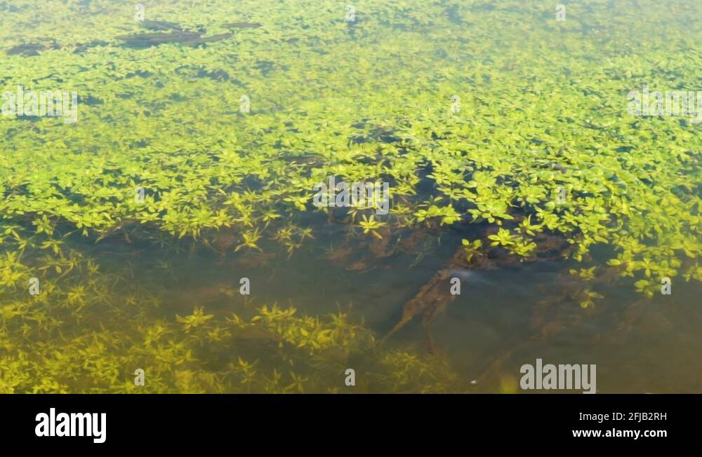 Underwater freshwater pond plants Stock Videos & Footage - HD and 4K ...