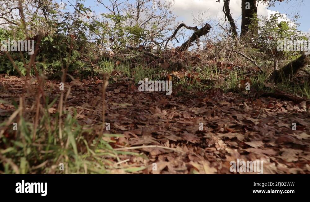Oak trees of oregon Stock Videos & Footage - HD and 4K Video Clips - Alamy