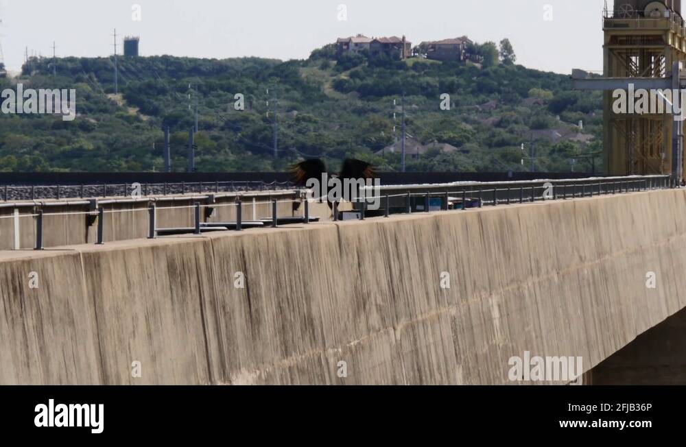 Bird of omen Stock Videos & Footage - HD and 4K Video Clips - Alamy