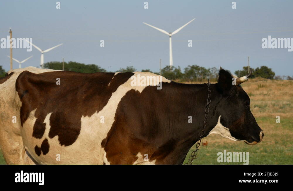 Cow and calf with a windmill Stock Videos & Footage - HD and 4K Video ...