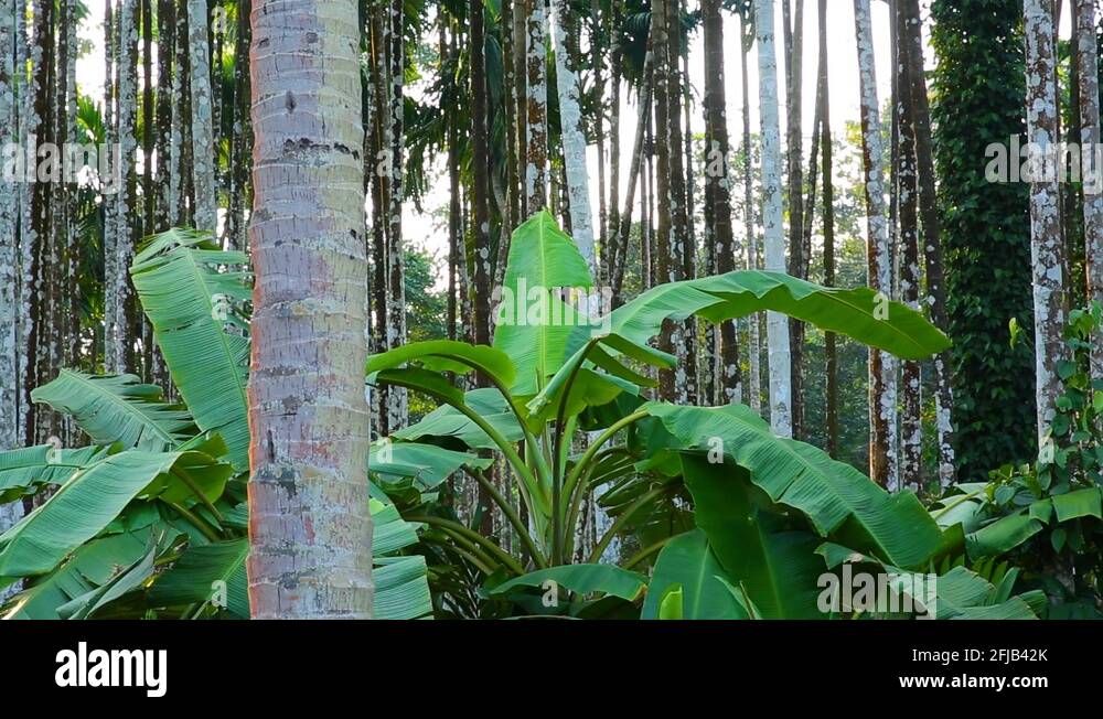 Planting trees india Stock Videos & Footage - HD and 4K Video Clips - Alamy