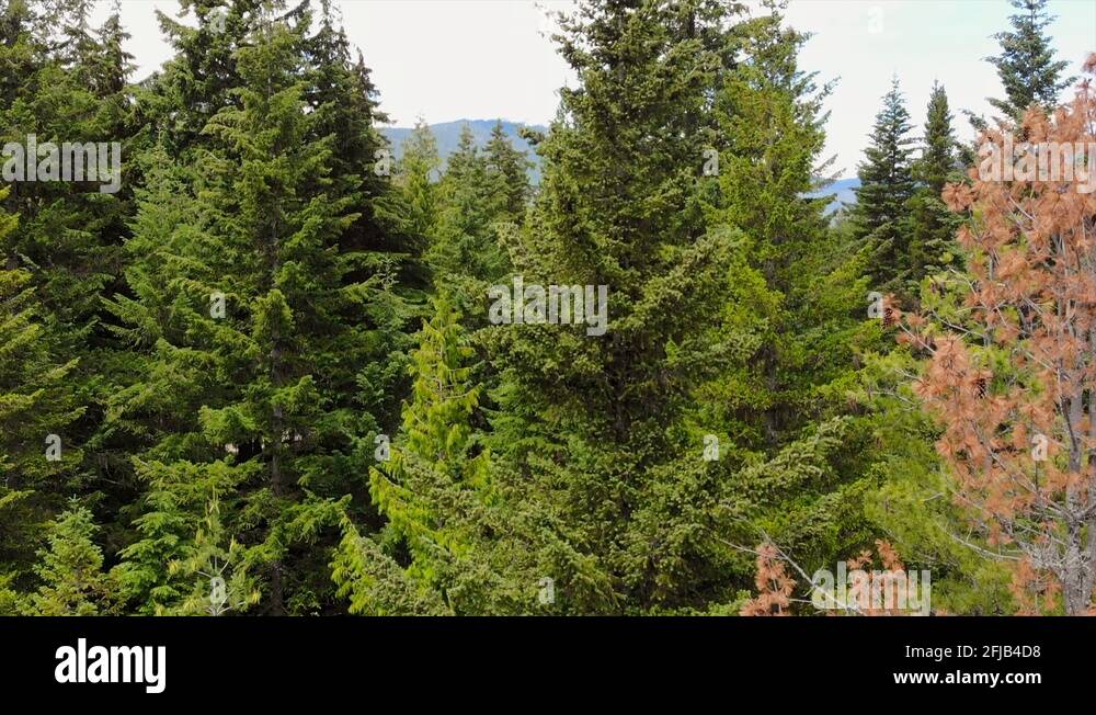 Whistler tree Stock Videos & Footage - HD and 4K Video Clips - Alamy
