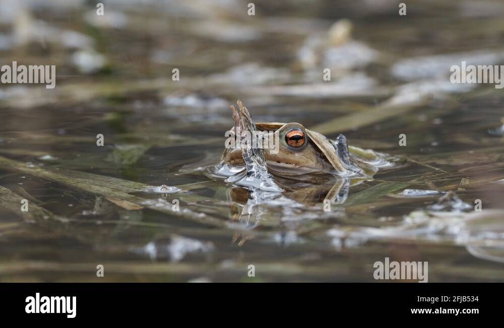 Toad amphibian during spring Stock Videos & Footage - HD and 4K Video ...