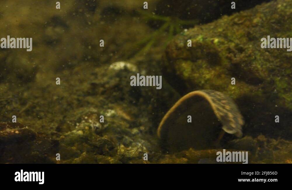 Blood host parasite Stock Videos & Footage - HD and 4K Video Clips - Alamy