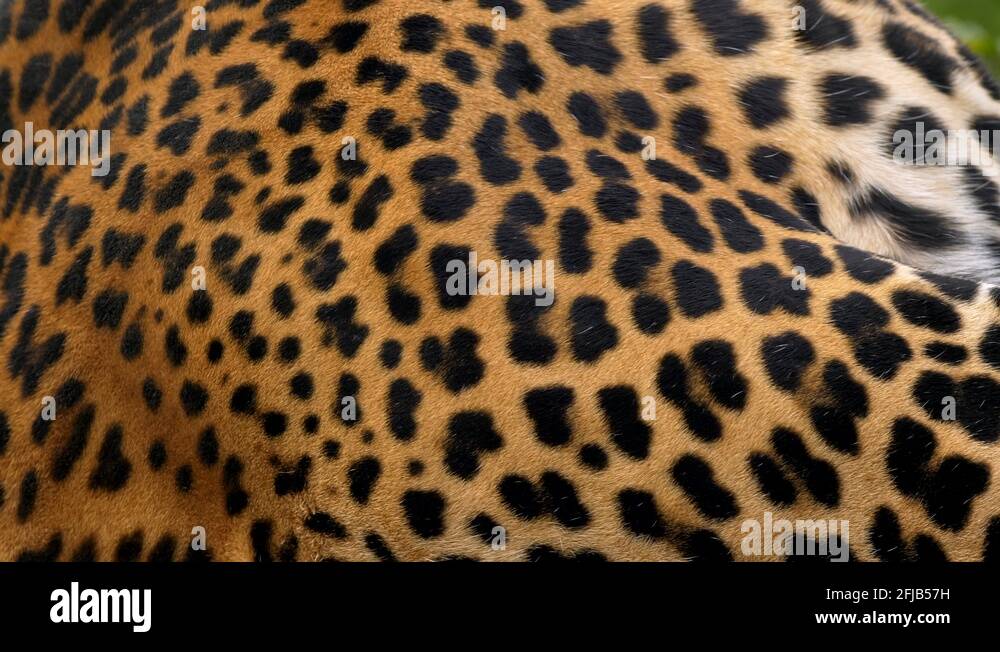 Leopard fur texture Stock Videos & Footage - HD and 4K Video Clips - Alamy