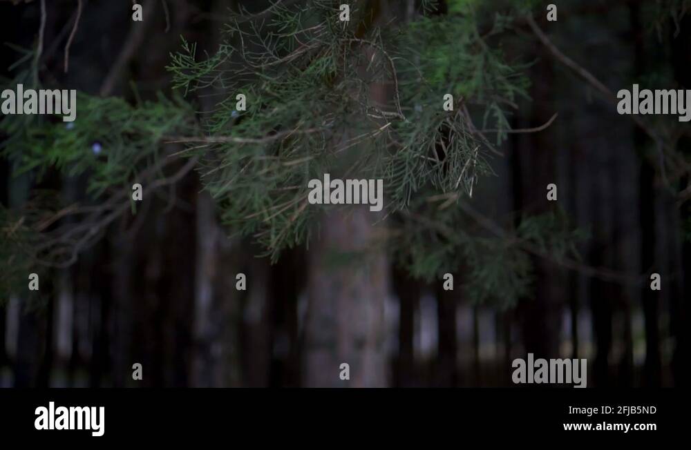 Coniferous tree branch Stock Videos & Footage - HD and 4K Video Clips ...