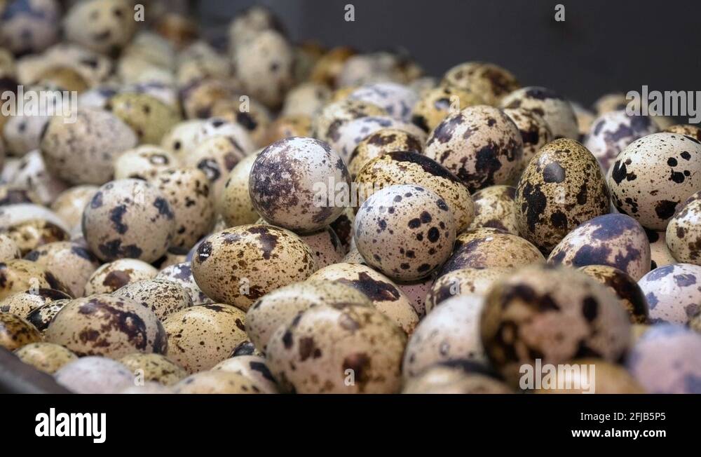 Partridge egg Stock Videos & Footage - HD and 4K Video Clips - Alamy
