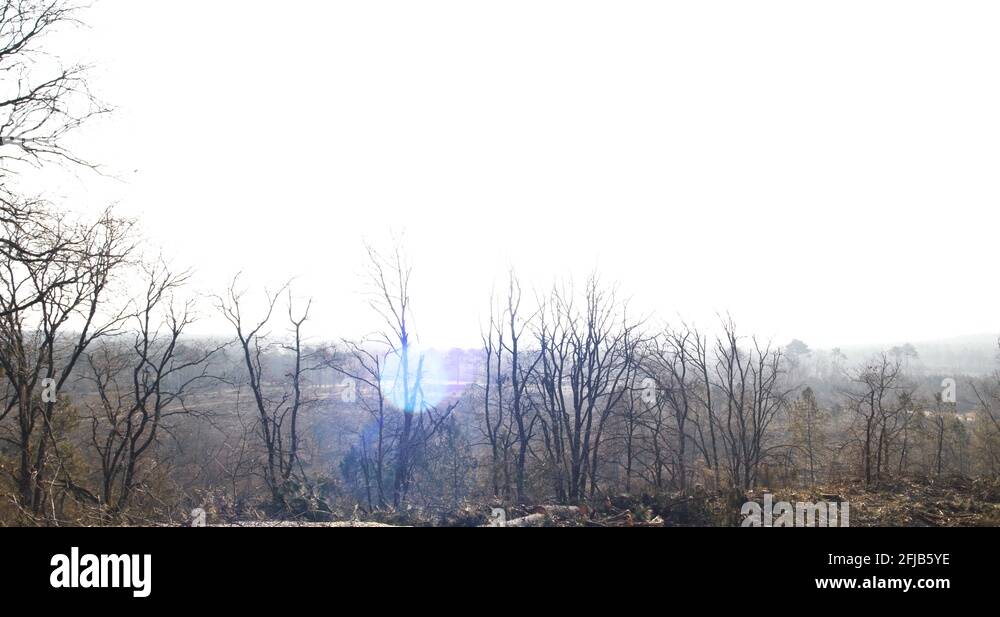 Destroyed forest Stock Videos & Footage - HD and 4K Video Clips - Alamy