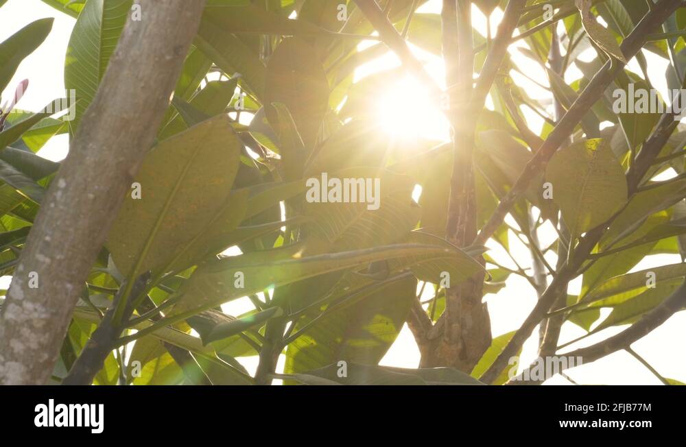 Light through leaf Stock Videos & Footage - HD and 4K Video Clips - Alamy