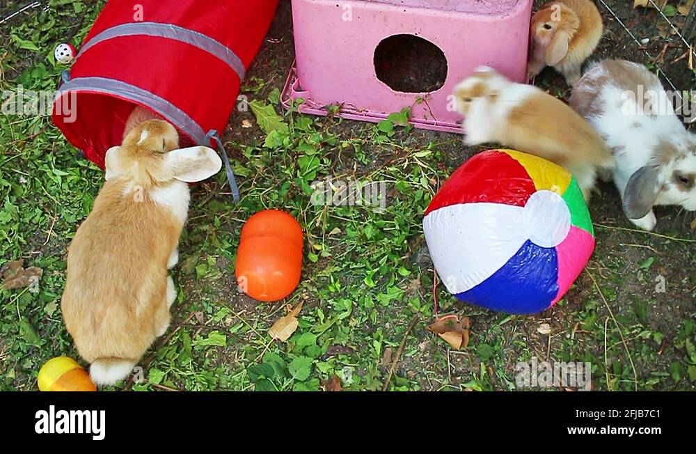 Outdoor animals Stock Videos & Footage - HD and 4K Video Clips - Alamy