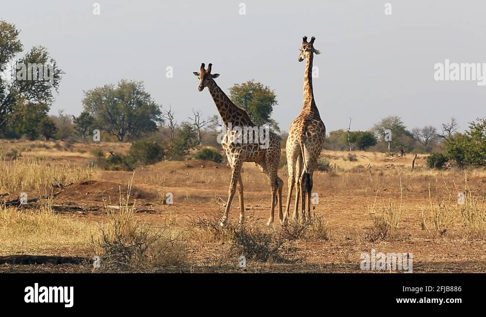 Ritual of mating Stock Videos & Footage - HD and 4K Video Clips - Alamy