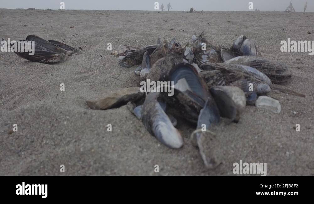 Muscle shells Stock Videos & Footage - HD and 4K Video Clips - Alamy