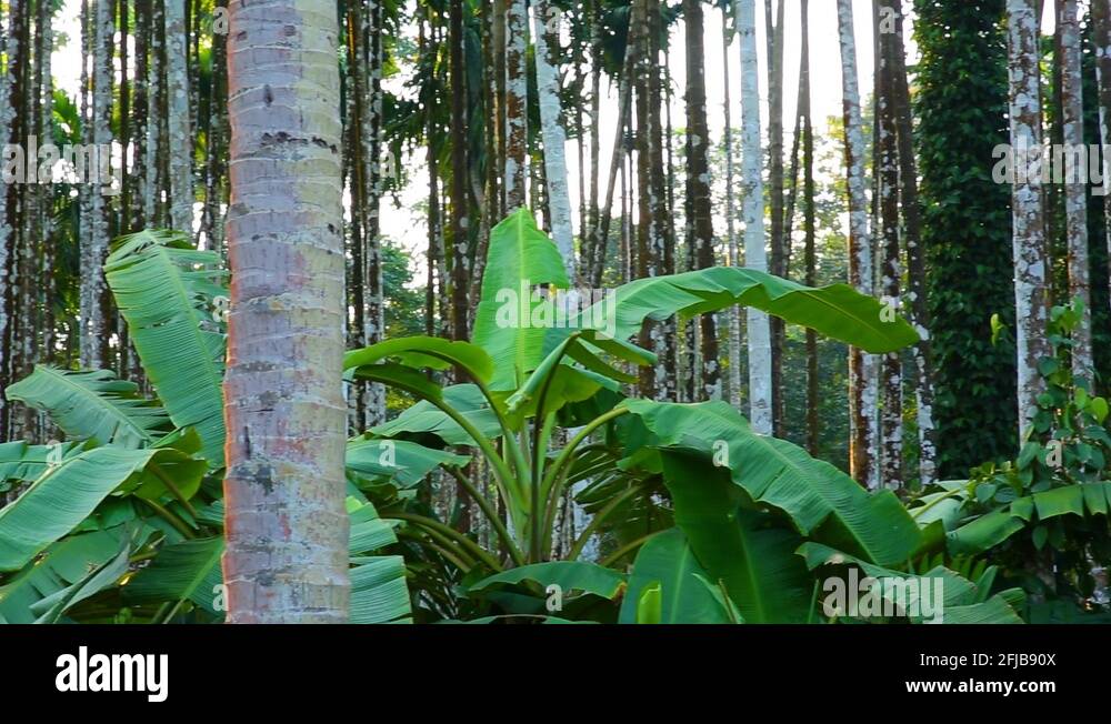 Areca flower Stock Videos & Footage - HD and 4K Video Clips - Alamy